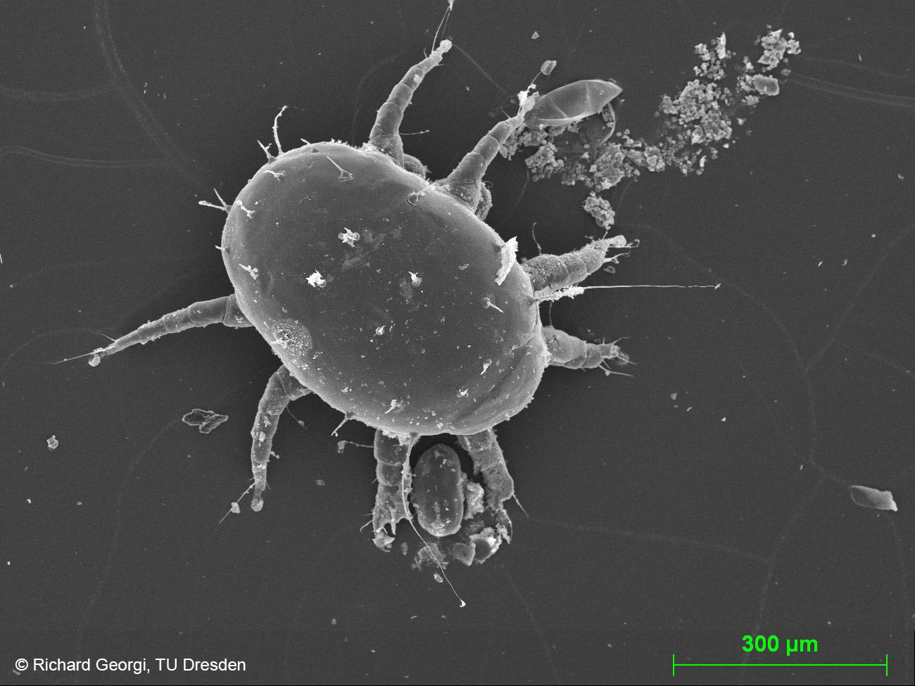 Lebensweise und Morphologie der Milbe Linobia coccinellae – Zwillenberg ...